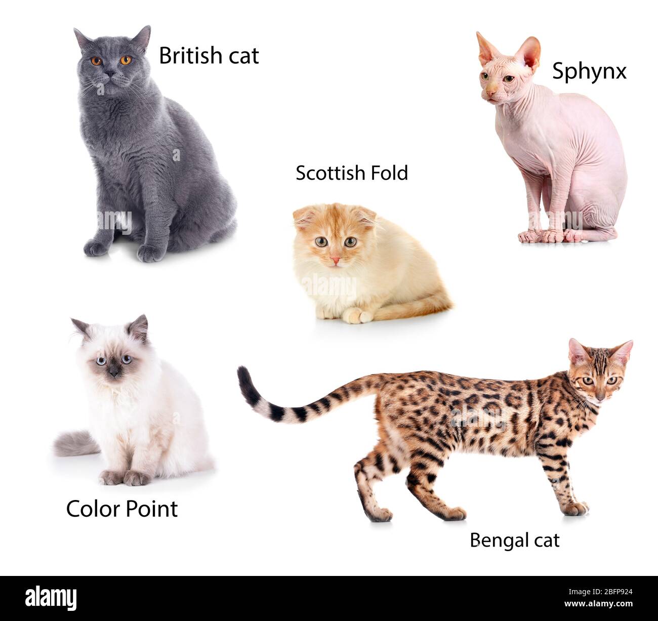 Beautiful cats with names of breeds on white background Stock Photo - Alamy