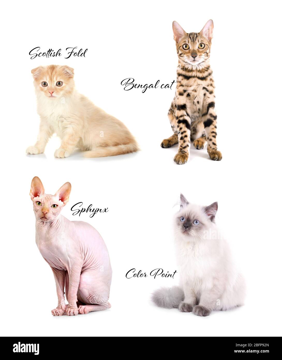 Beautiful cats with names of breeds on white background Stock Photo - Alamy