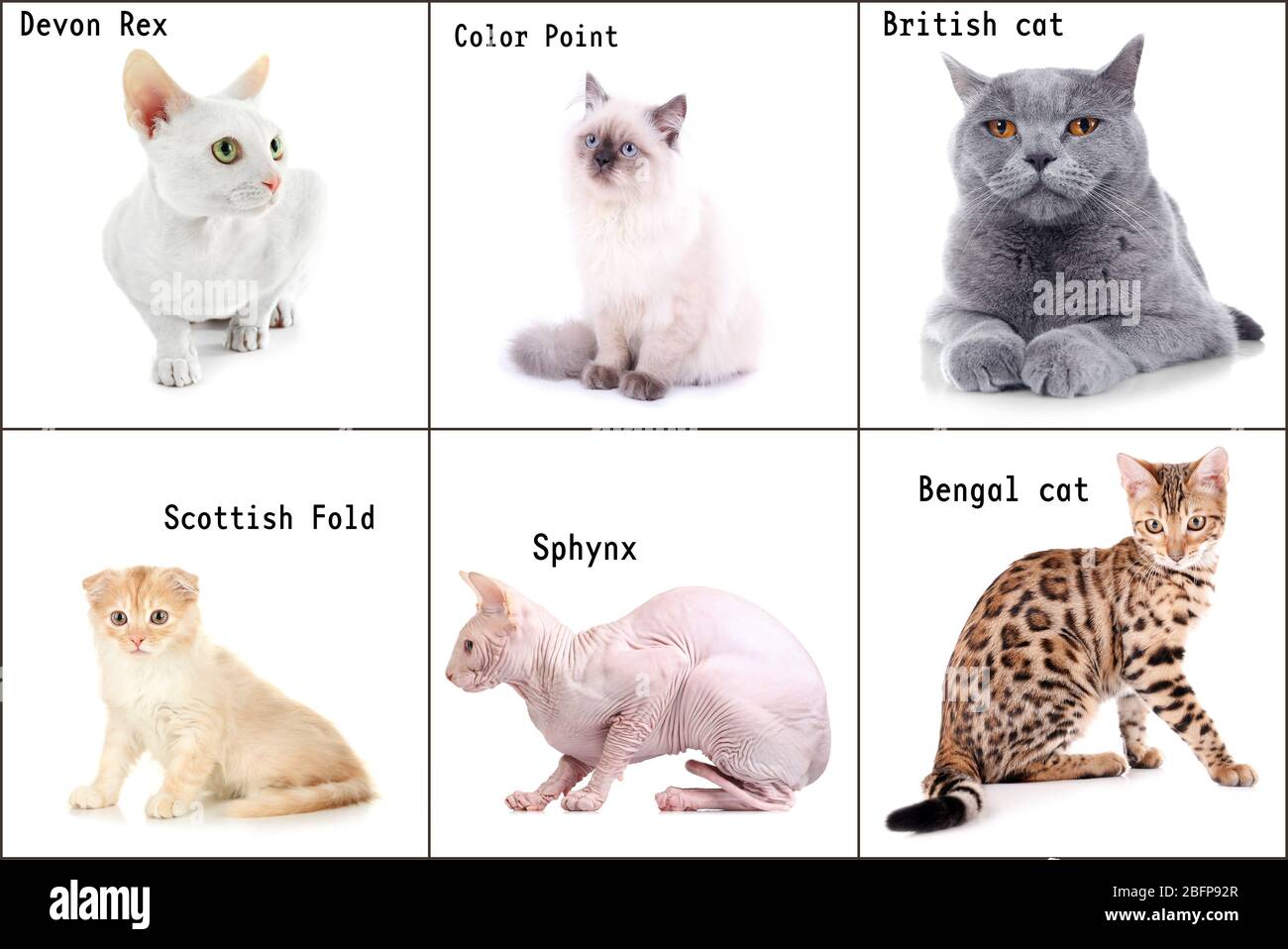Beautiful cats with names of breeds on white background Stock Photo - Alamy