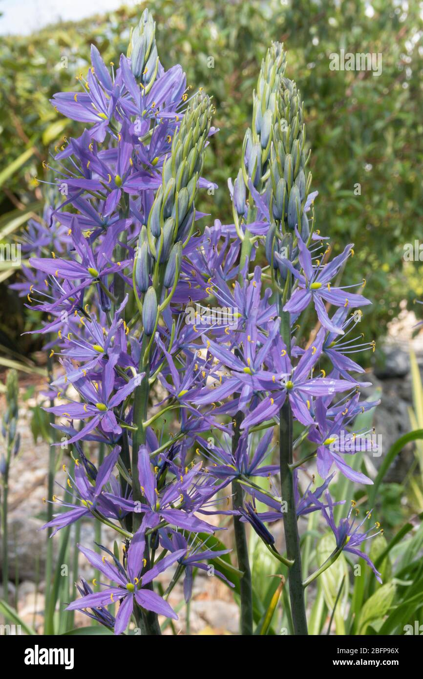 Blue flower bulb hi-res stock photography and images - Alamy