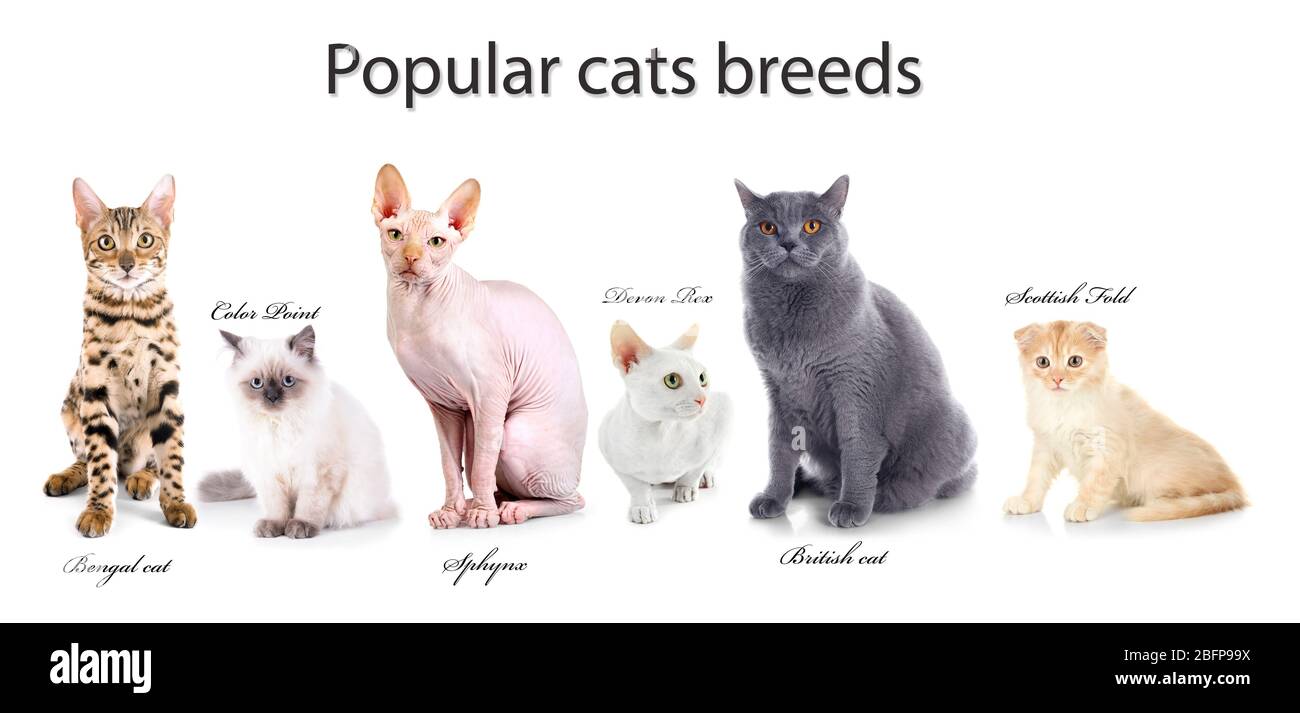 Beautiful cats with names of breeds on white background Stock Photo - Alamy