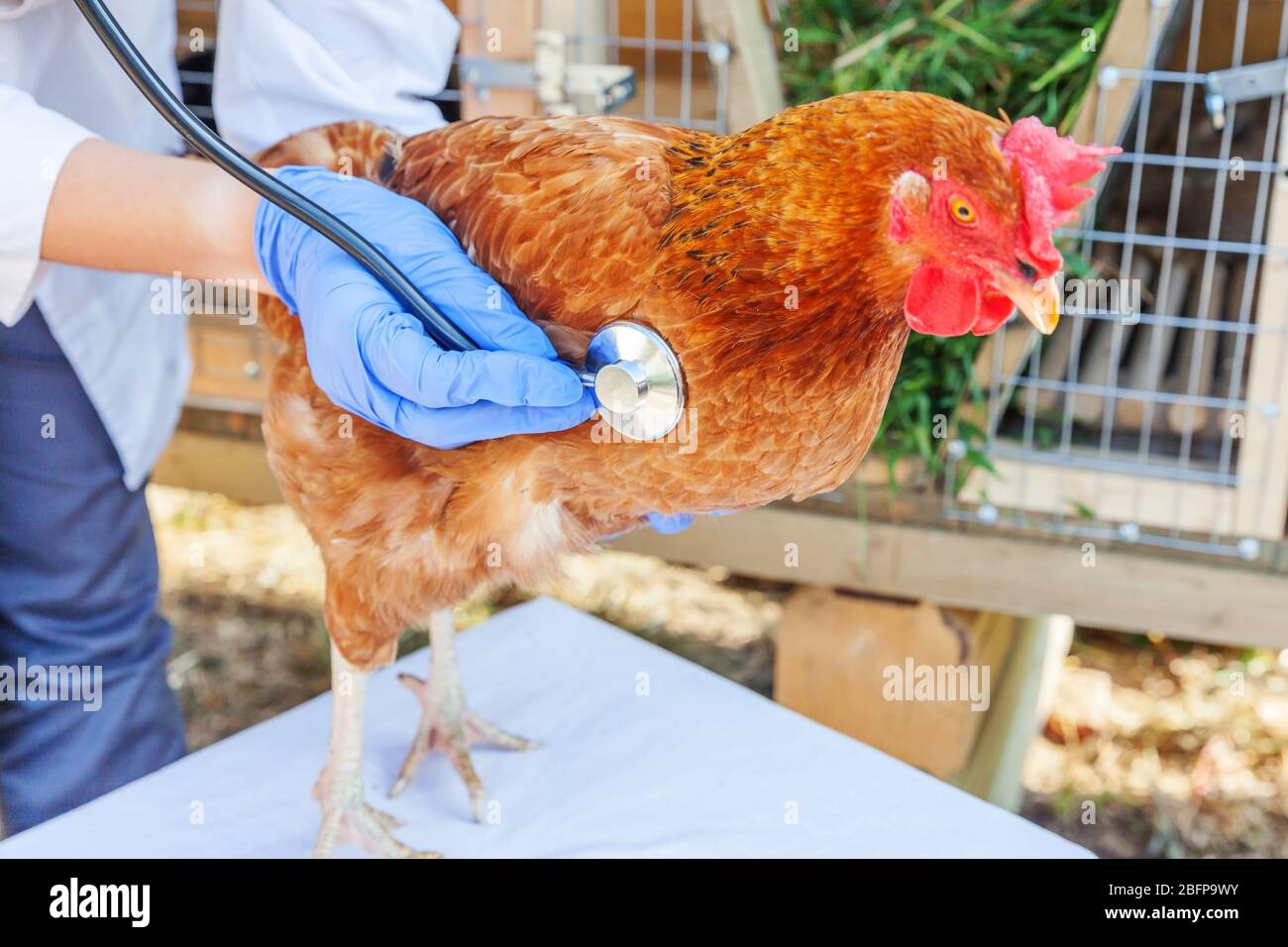Veterinarian with stethoscope holding and examining chicken on ranch ...