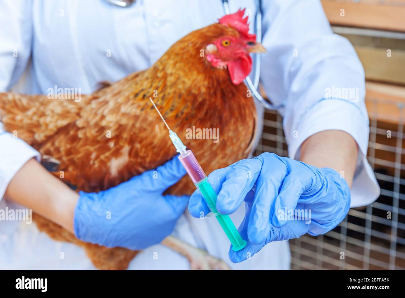 Veterinarian woman with syringe holding and injecting chicken on ranch ...