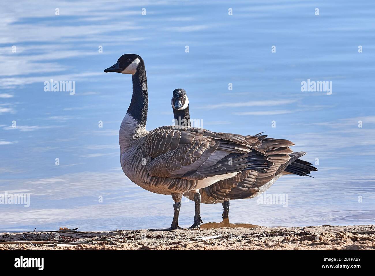 Beautiful canadian goose pair hi-res stock photography and images - Alamy
