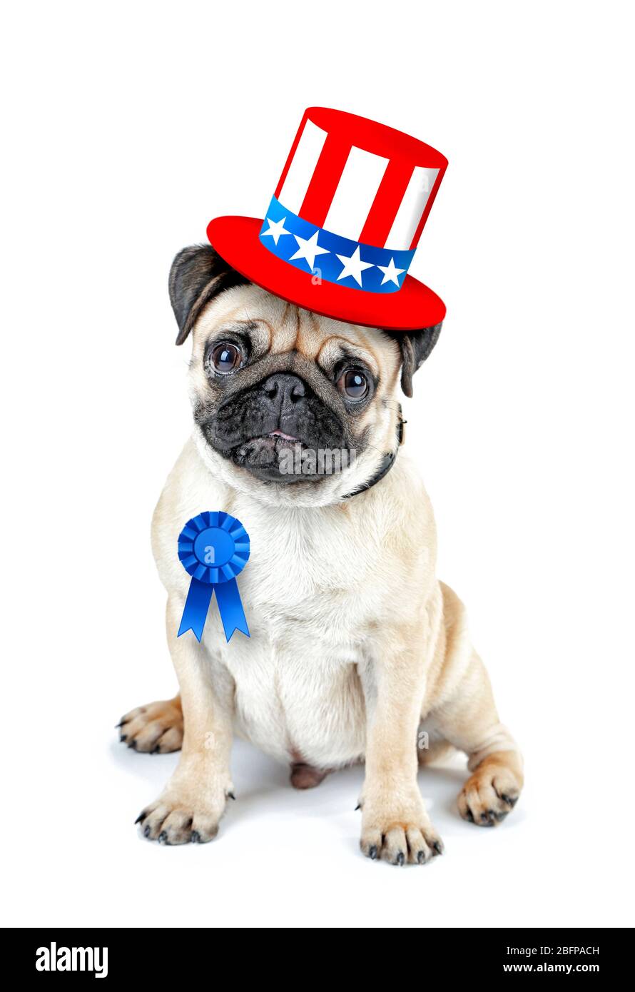 Cute dog with Uncle Sam hat and award ribbon on white background. USA ...