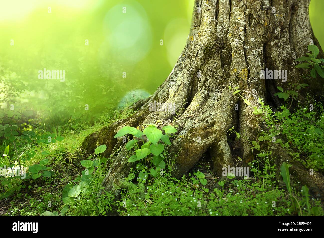 Big tree roots in a green forest Stock Photo - Alamy