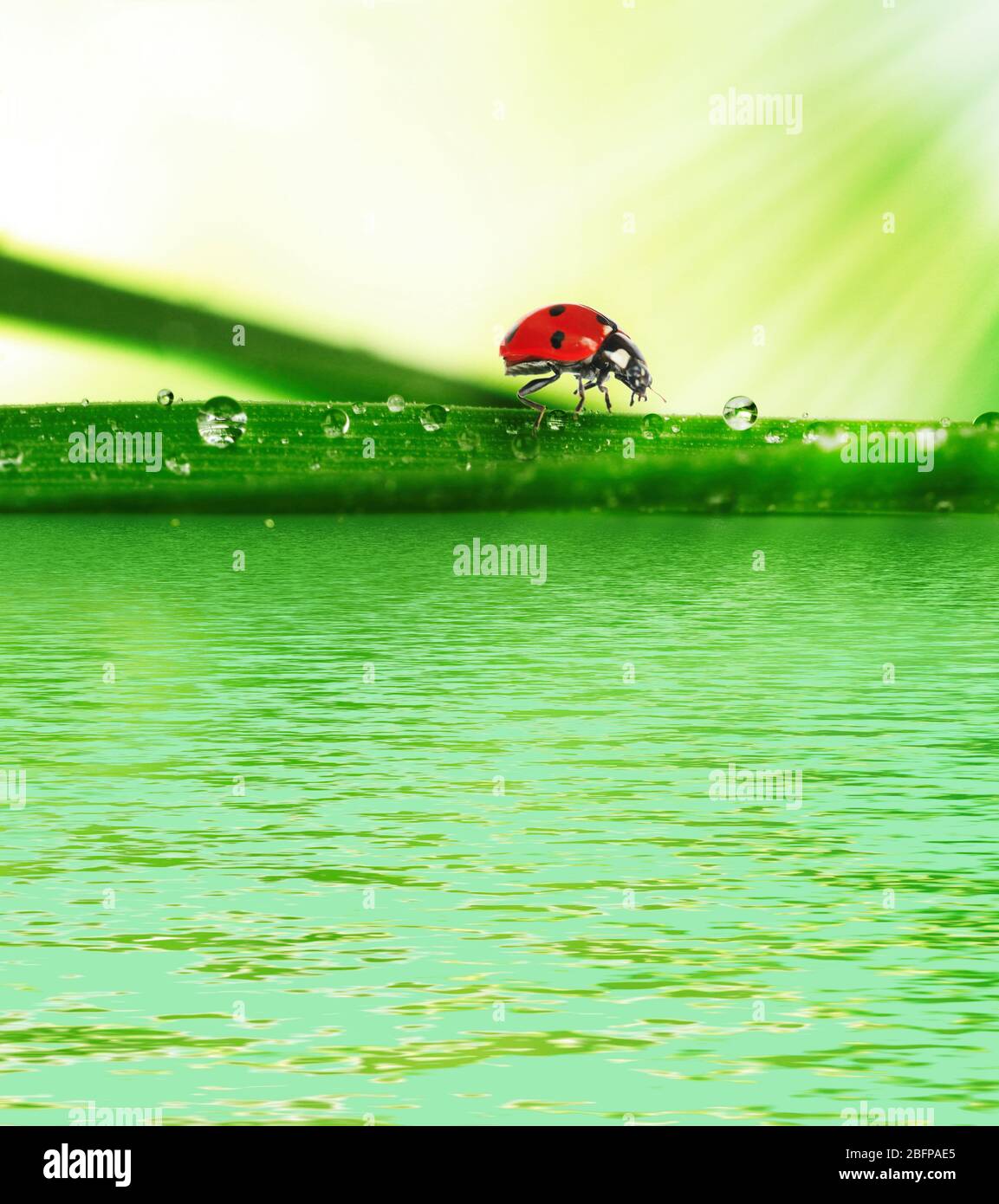 Ladybird with water droplet hi-res stock photography and images - Alamy