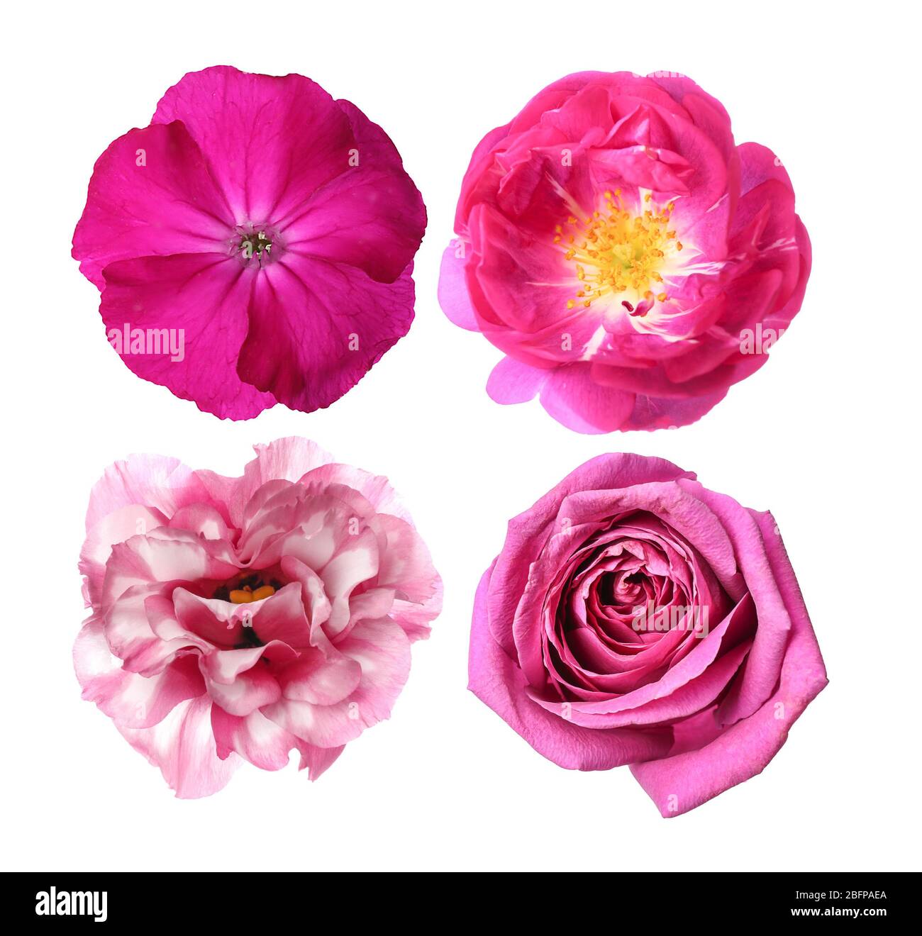 Selection of different flowers isolated on white Stock Photo - Alamy
