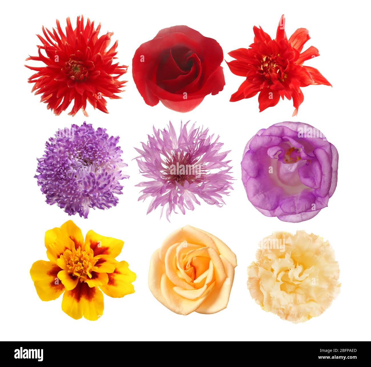 Selection of different flowers isolated on white Stock Photo - Alamy