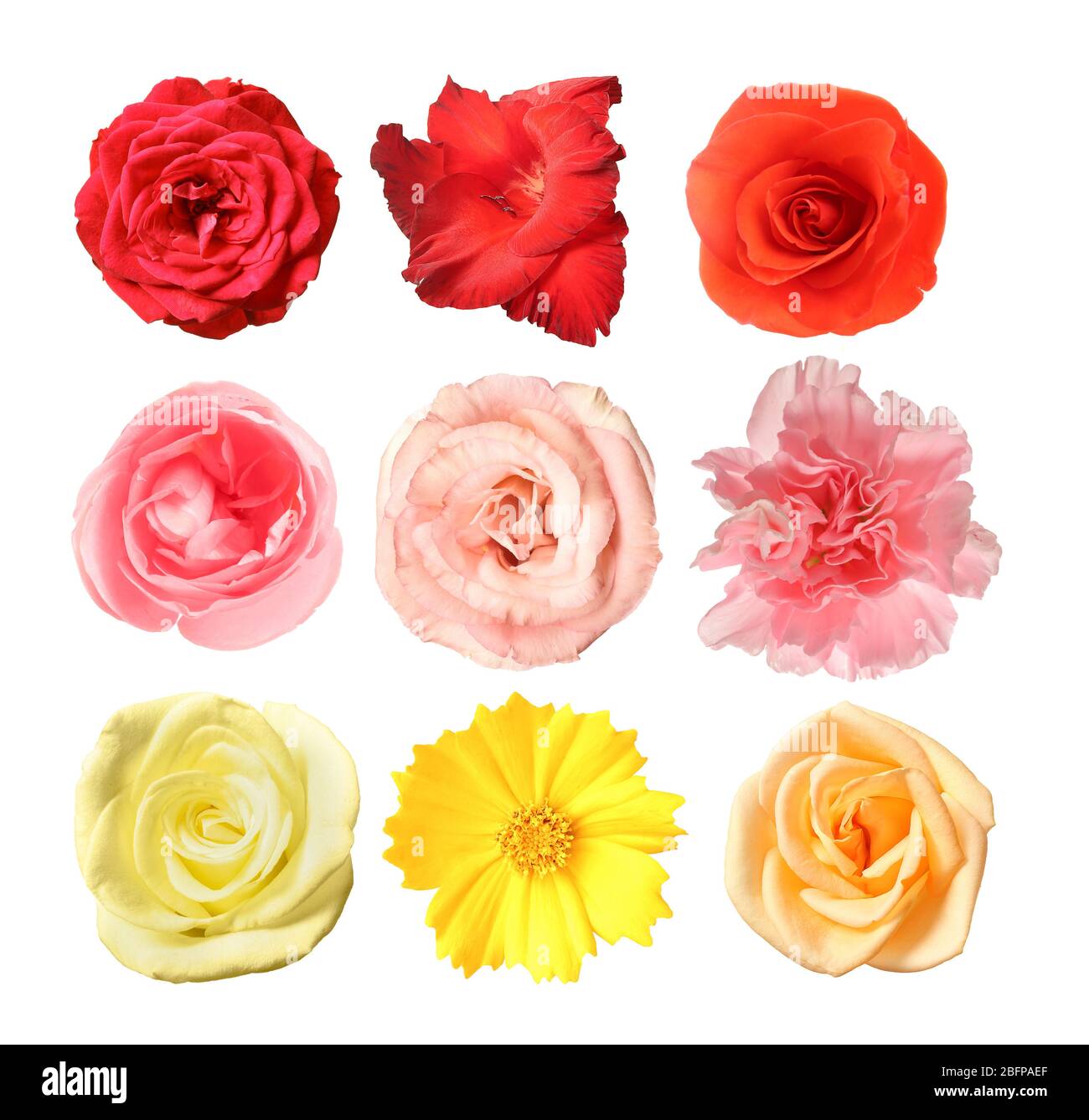 Selection of different flowers isolated on white Stock Photo - Alamy