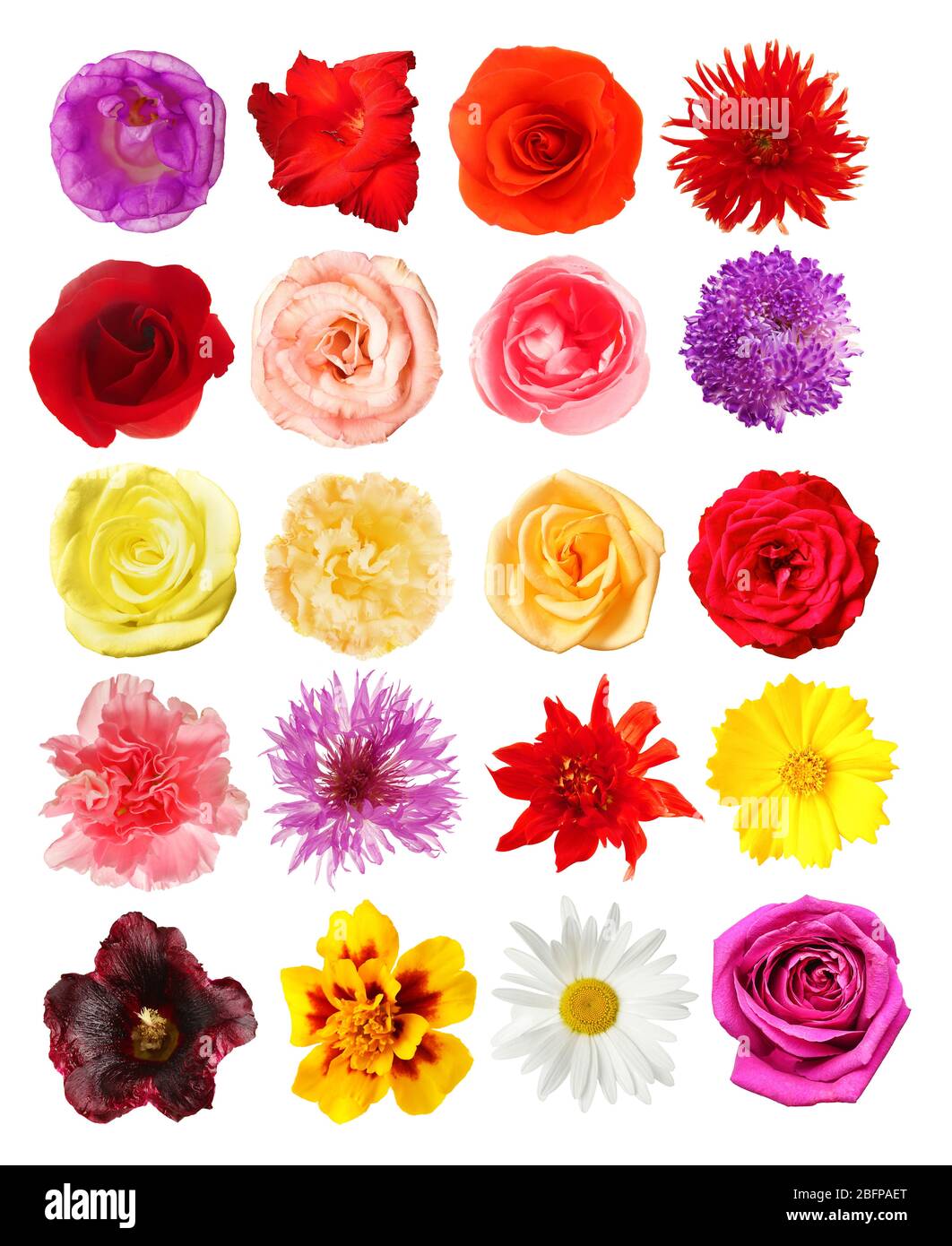 Selection of different flowers isolated on white Stock Photo - Alamy
