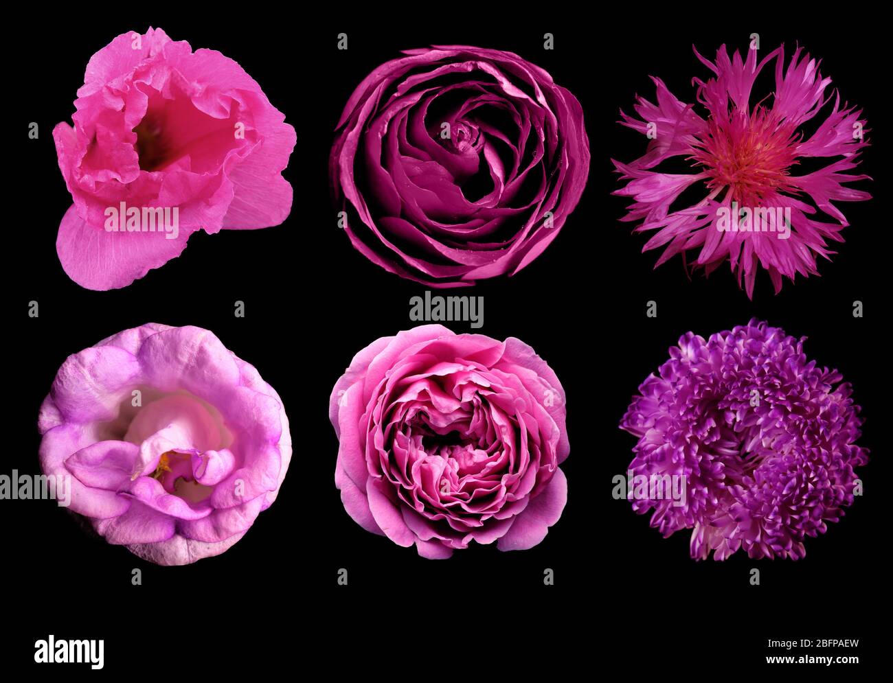 Selection of different flowers isolated on black Stock Photo - Alamy