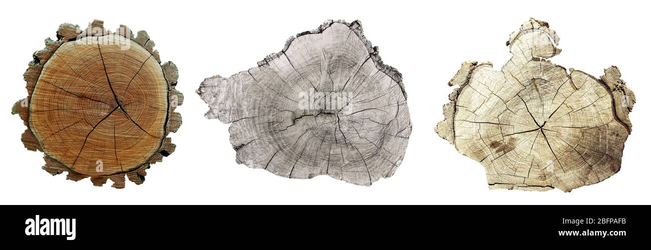 Cross section of tree trunk isolated on white Stock Photo - Alamy