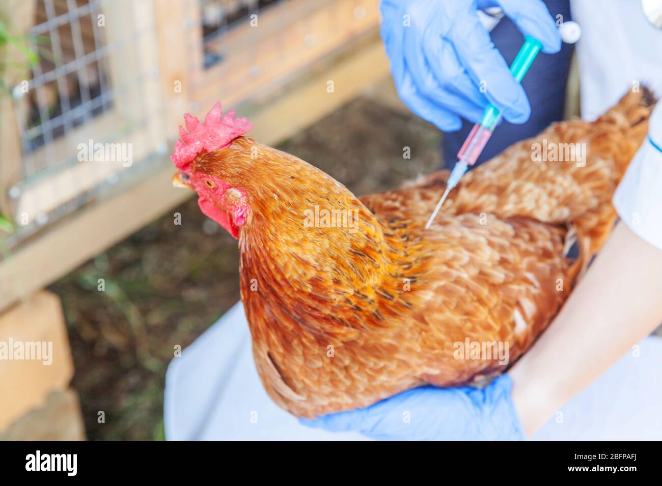 Veterinarian woman with syringe holding and injecting chicken on ranch ...