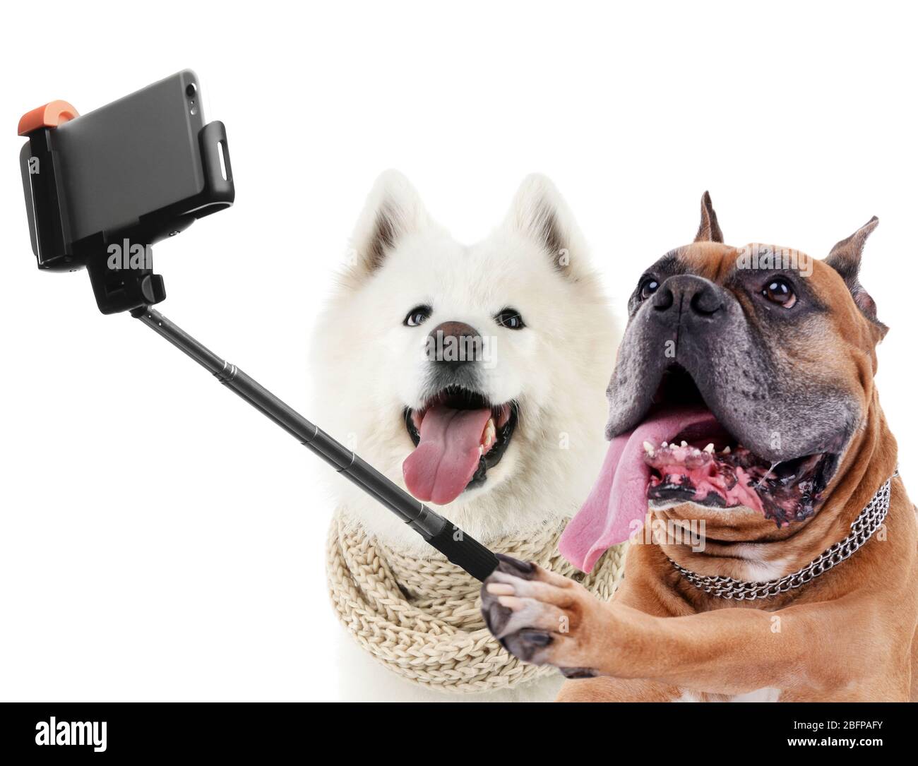 Funny Dog Selfie