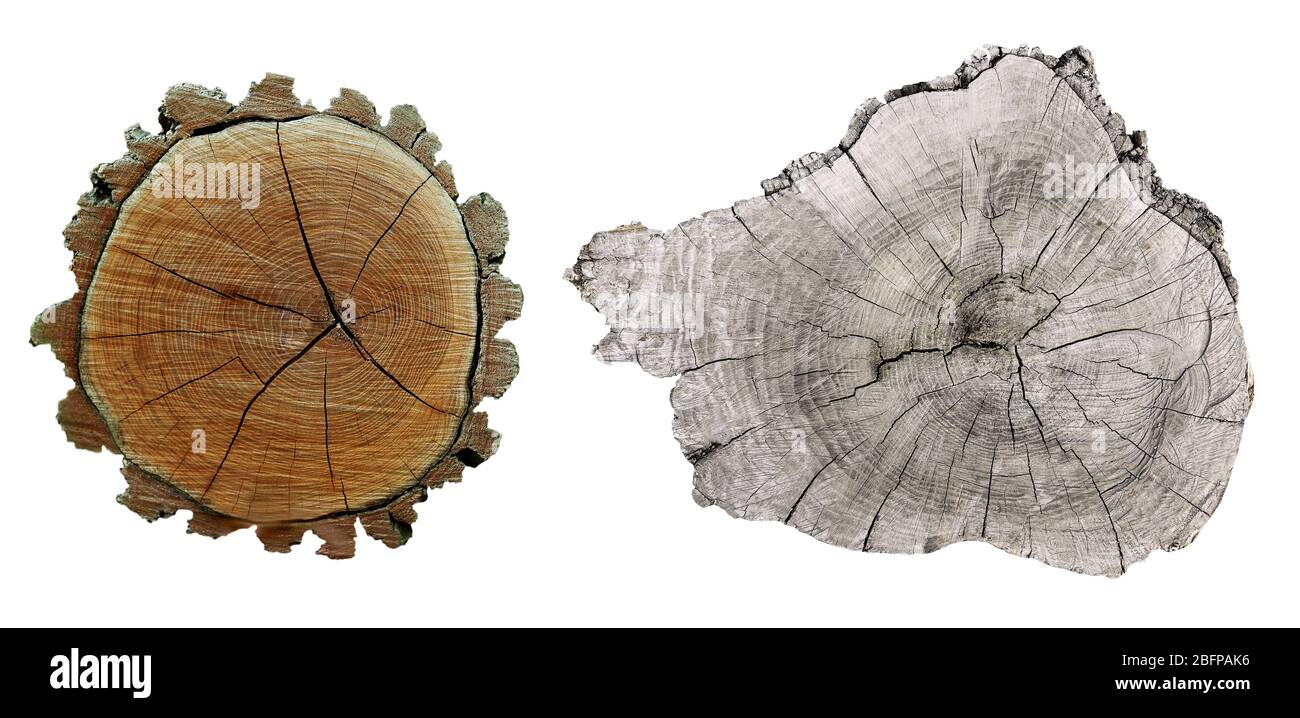 Cross section of tree trunk isolated on white Stock Photo - Alamy