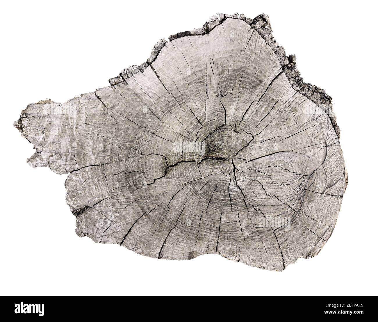 Cross section of tree trunk isolated on white Stock Photo - Alamy