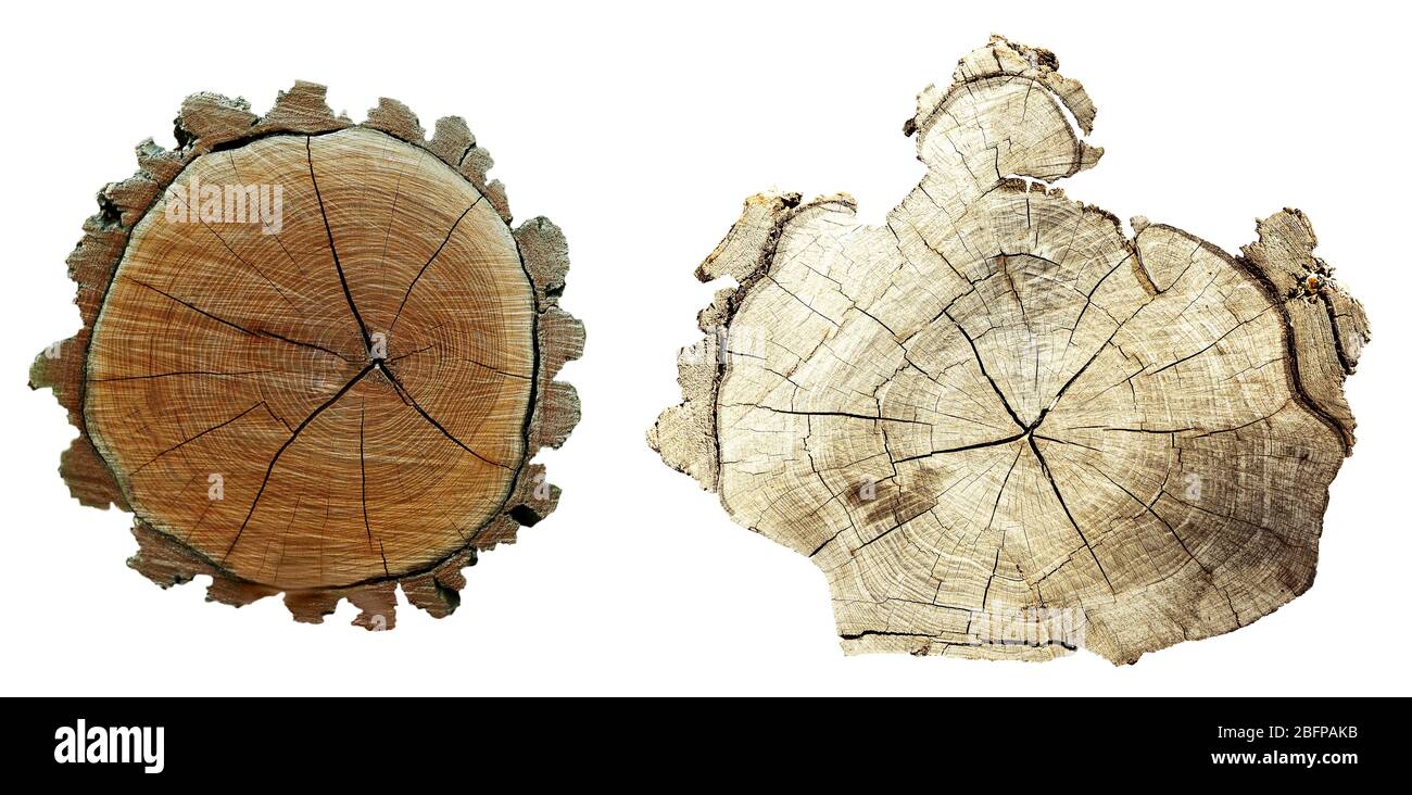 Cross section of tree trunk isolated on white Stock Photo - Alamy