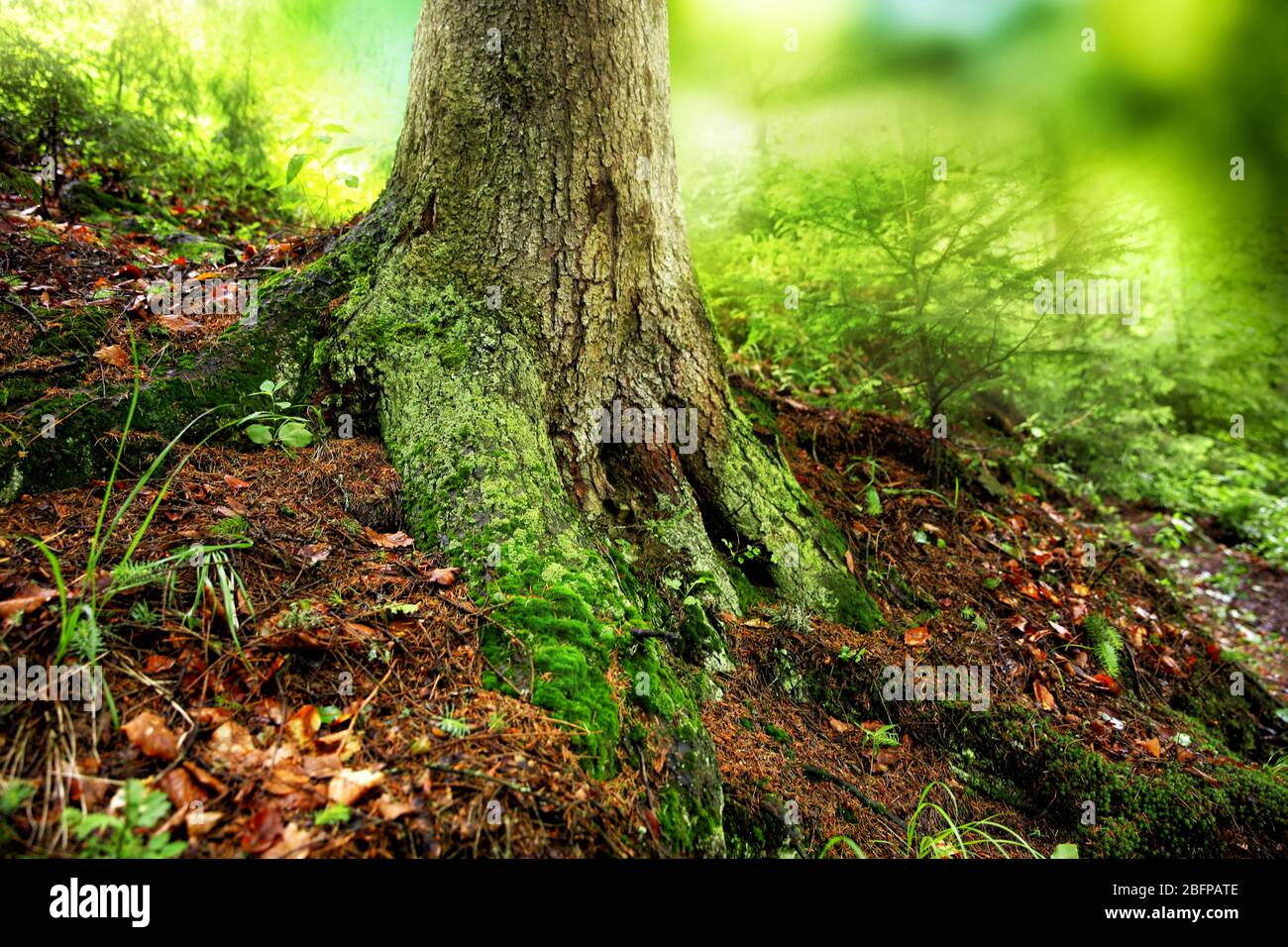 Big tree roots in a green forest Stock Photo - Alamy
