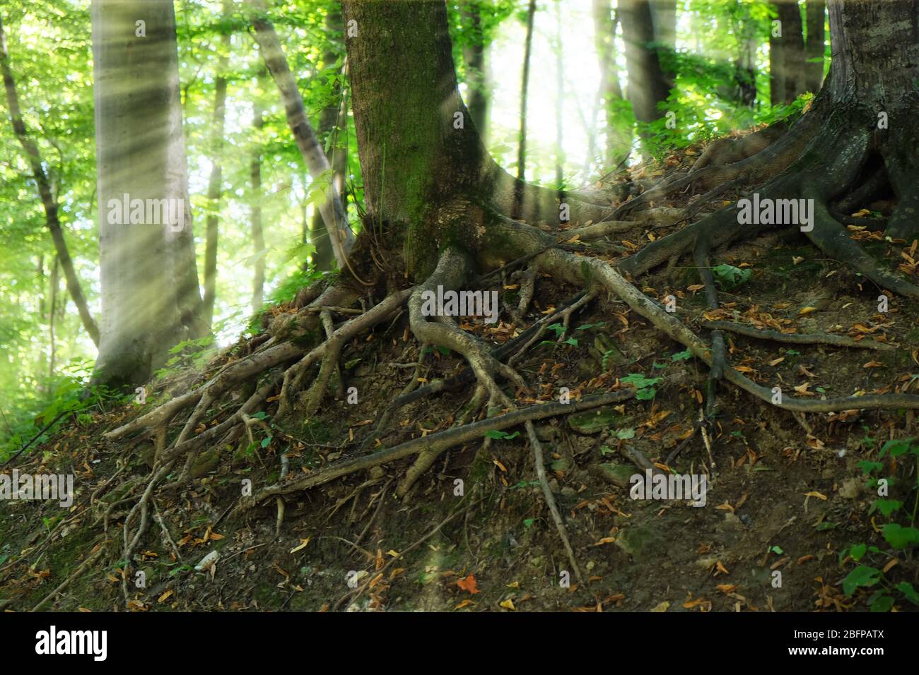 Big tree roots in a green forest Stock Photo - Alamy