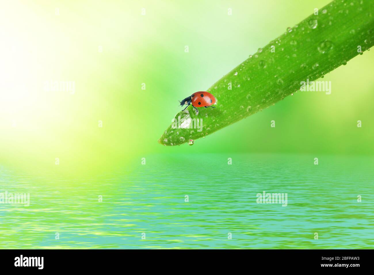 Ladybird with water droplet hi-res stock photography and images - Alamy