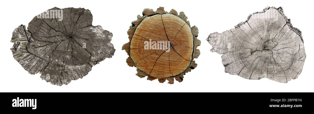 Cross section of tree trunk isolated on white Stock Photo - Alamy