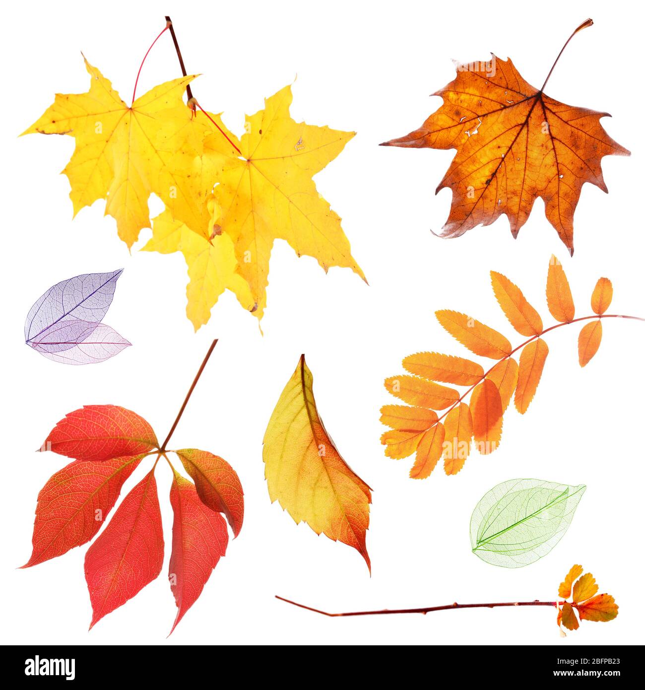 Different autumn leaves multicolored background Cut Out Stock Images ...
