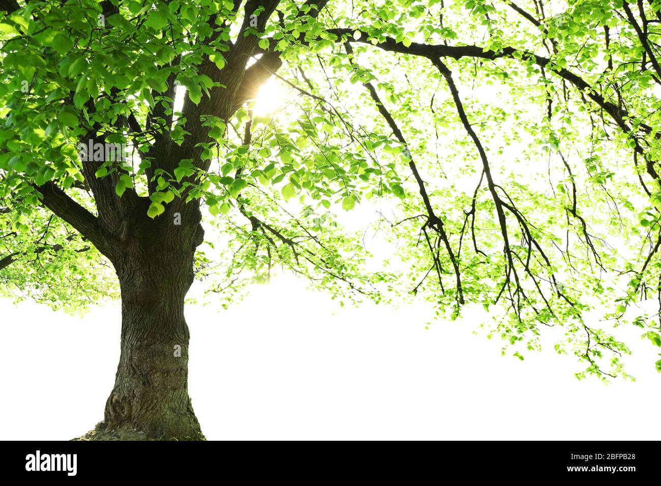 Tall tree isolated on white background Stock Photo - Alamy