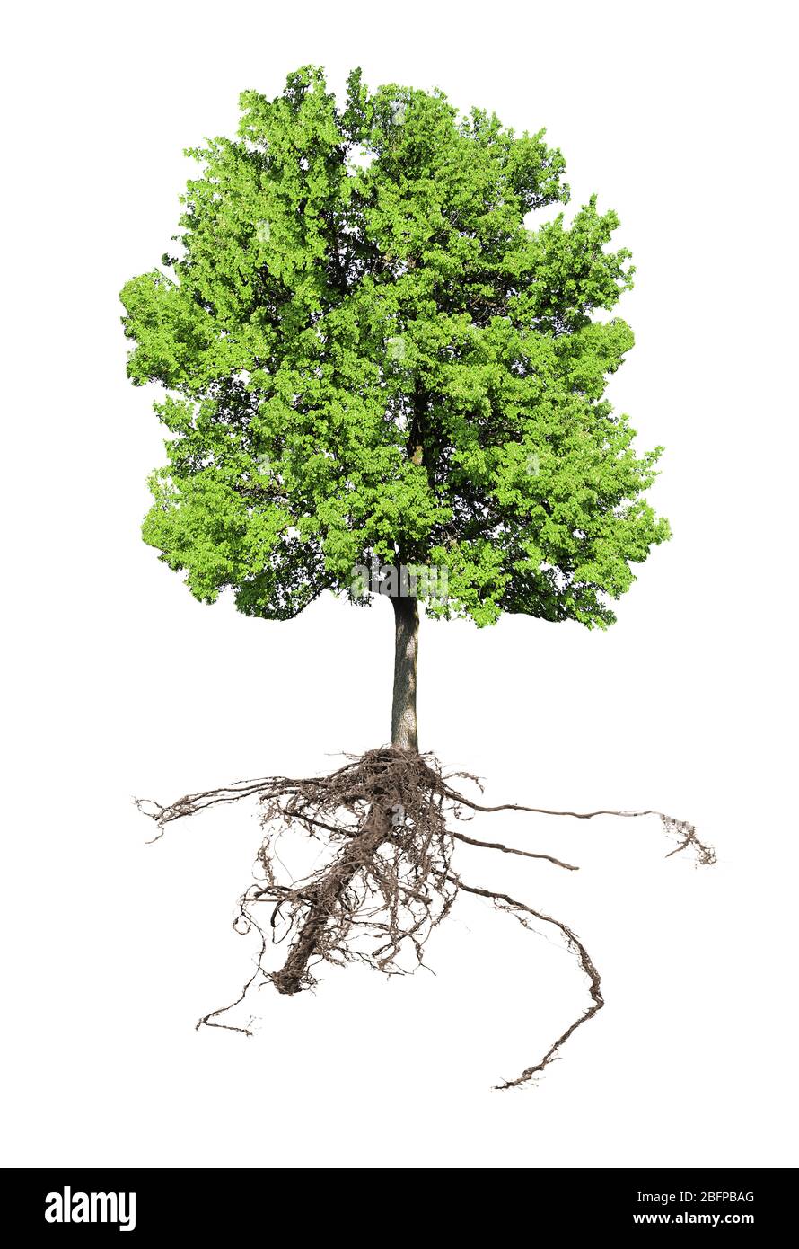 Closeup tree roots Cut Out Stock Images & Pictures - Alamy