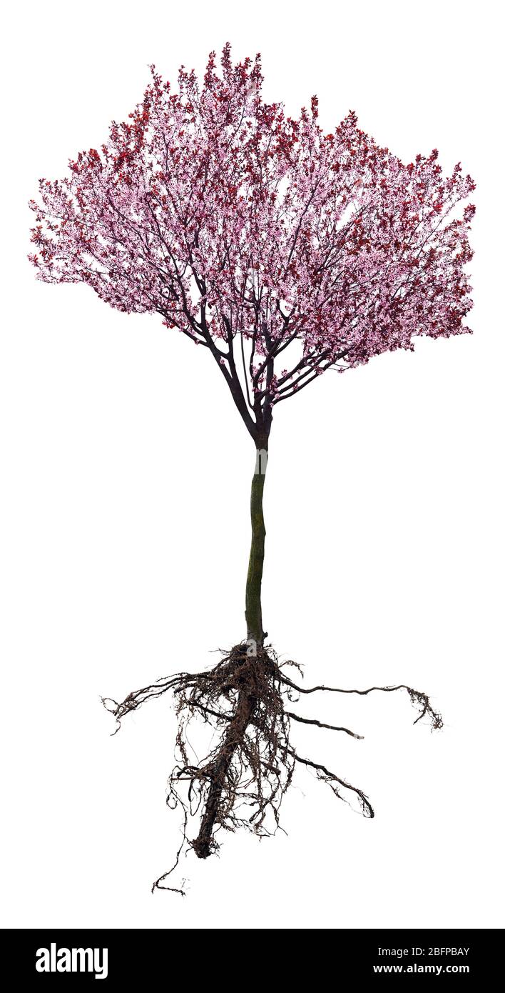 Tree with roots cutout hi-res stock photography and images - Alamy