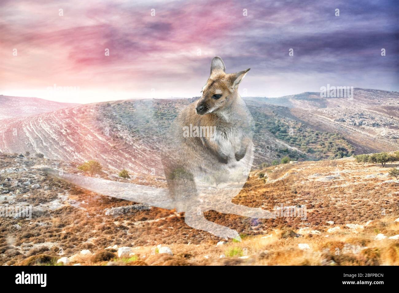 Double exposure of kangaroo and beautiful landscape. Nature and animal ...