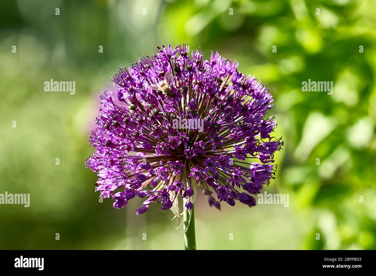 ball purple flower allium with an insect collecting pollum in a macro ...