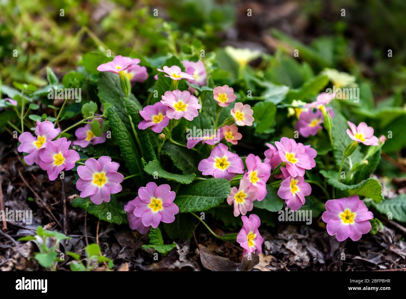 Purple primrose hi-res stock photography and images - Alamy