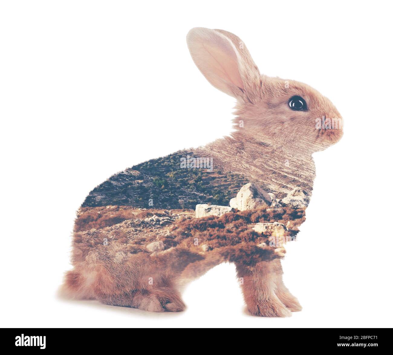 Double exposure of small cute rabbit and beautiful landscape on white ...