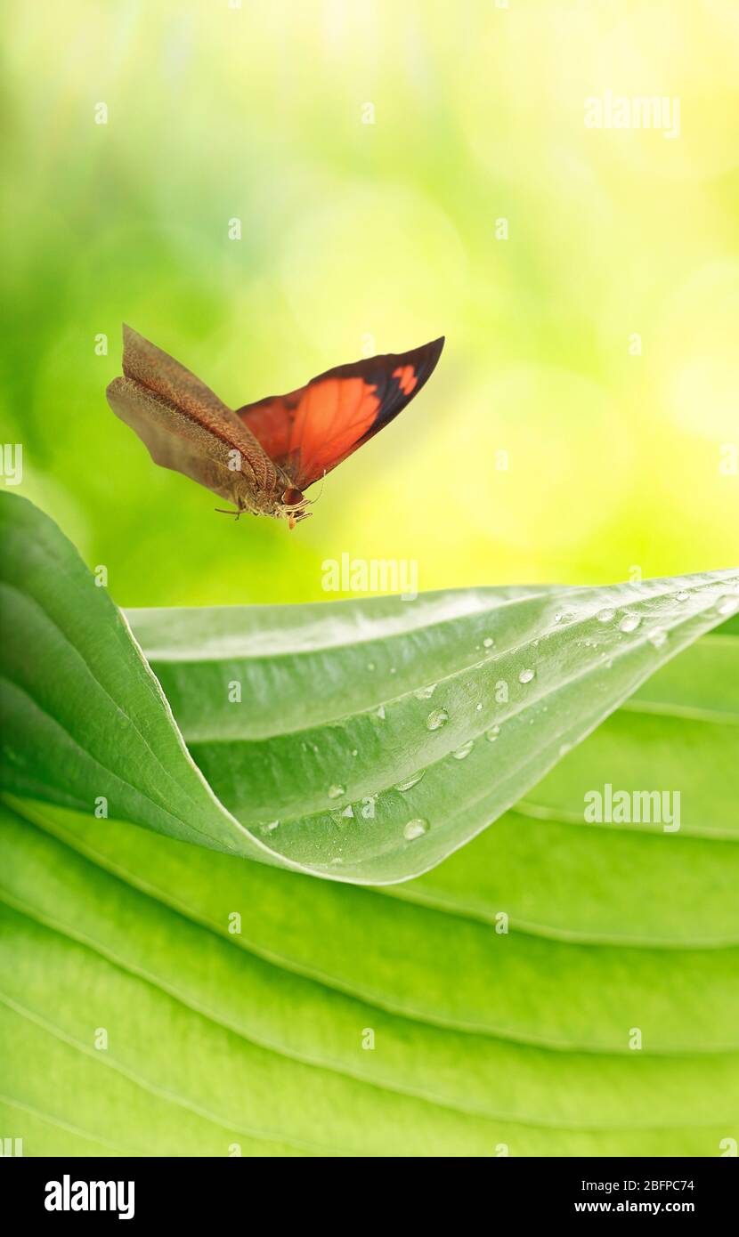 Raindrop butterfly hi-res stock photography and images - Alamy