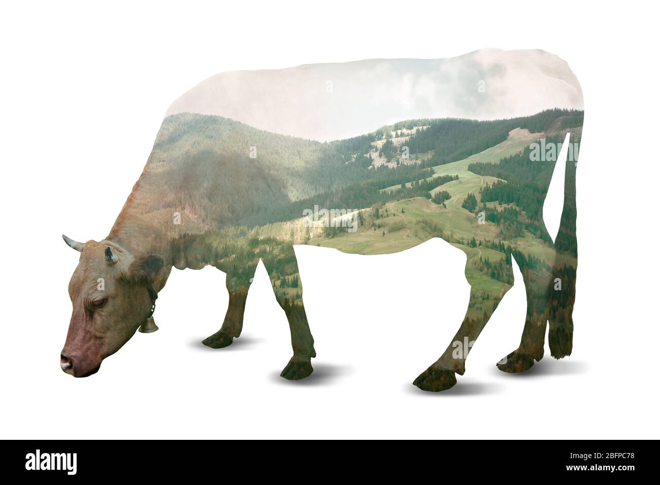 Double exposure of cow and beautiful landscape on white background ...