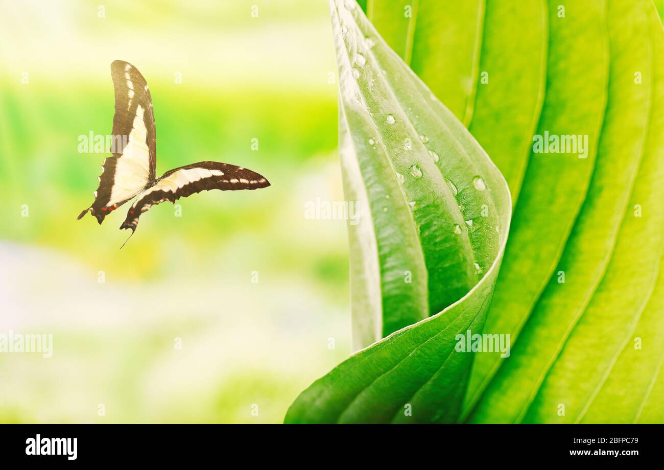 Raindrop butterfly hi-res stock photography and images - Alamy