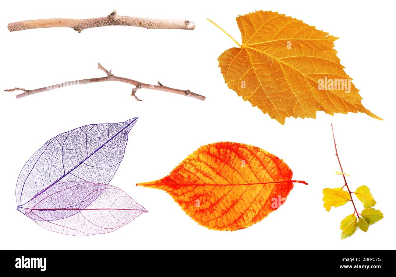 Set of autumn leaves isolated on white Stock Photo - Alamy