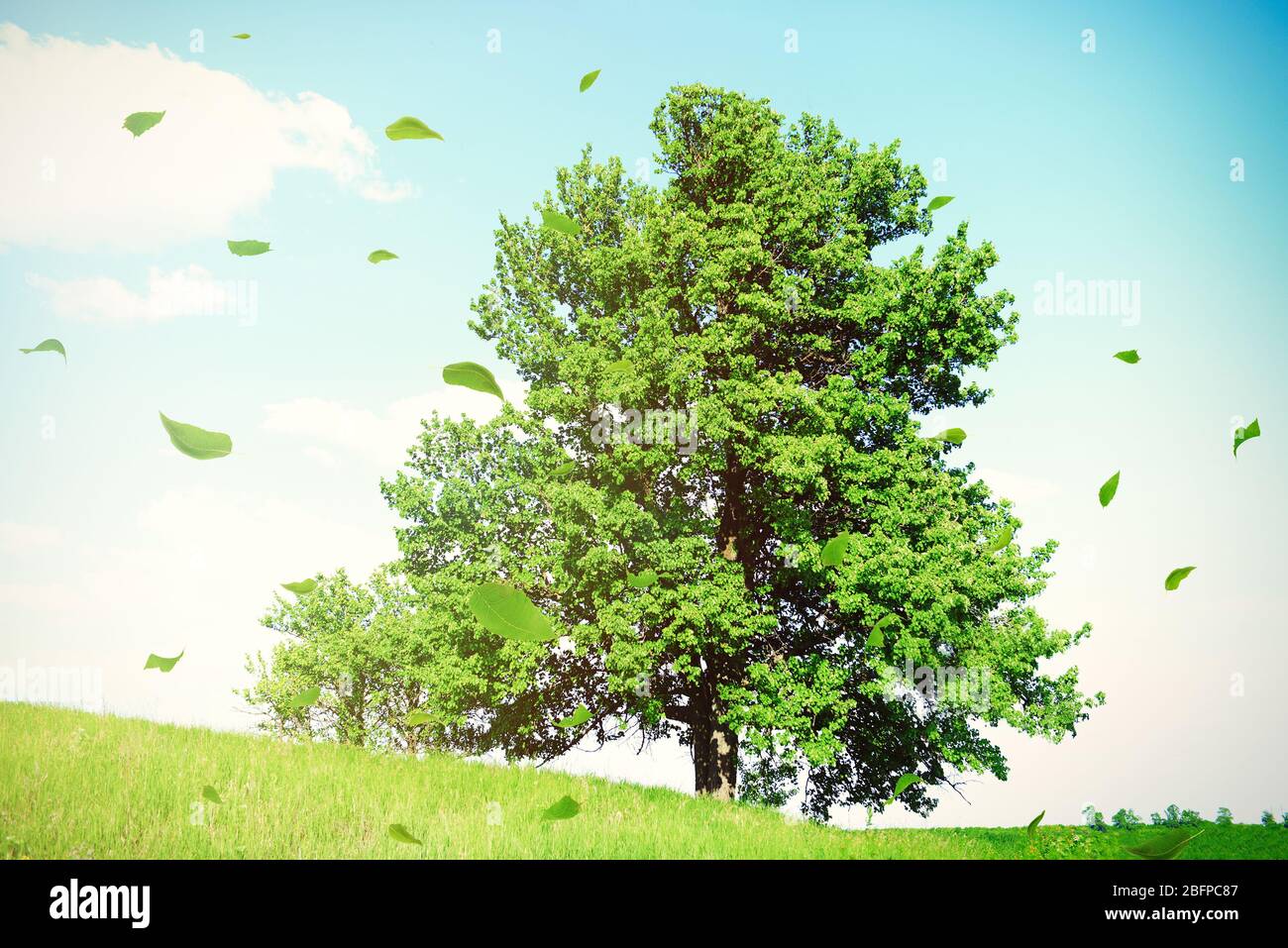 Flying green leaves hi-res stock photography and images - Alamy