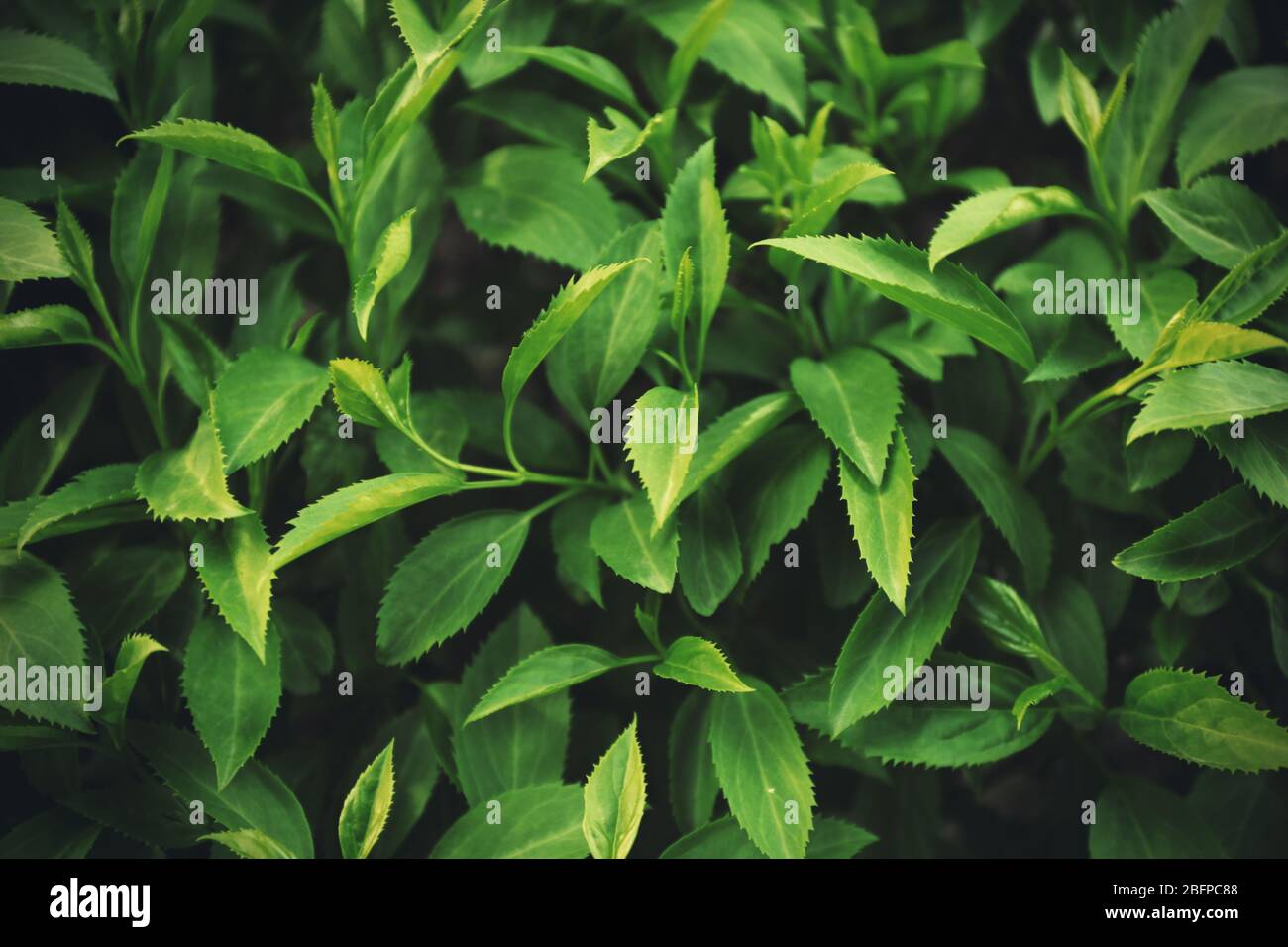 Fresh green leaves texture background Stock Photo - Alamy