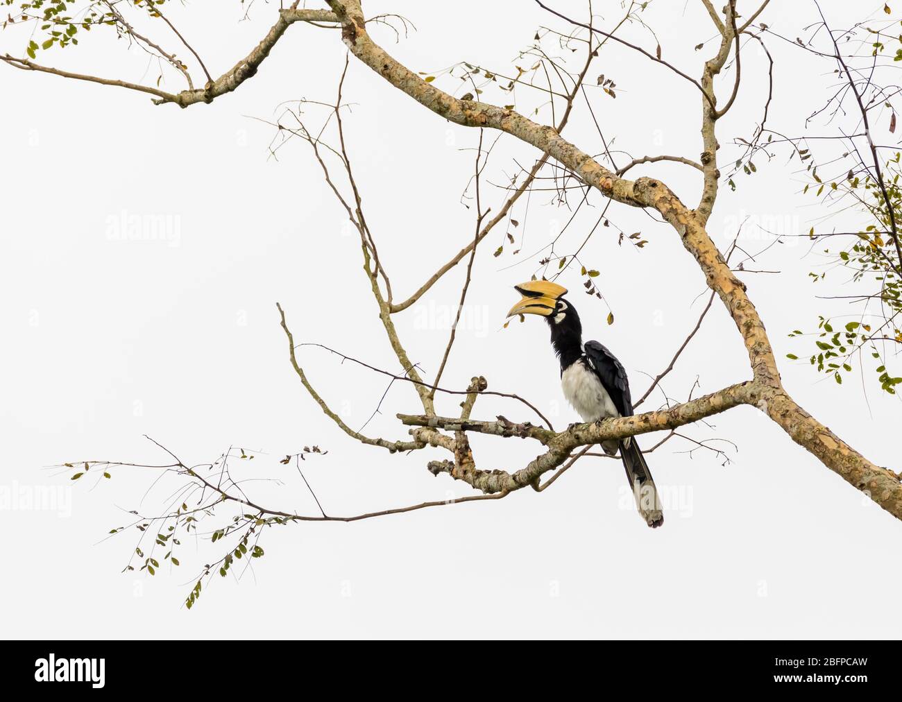 Great Indian hornbill (Buceros bicornis) perching on a branch of a tree ...