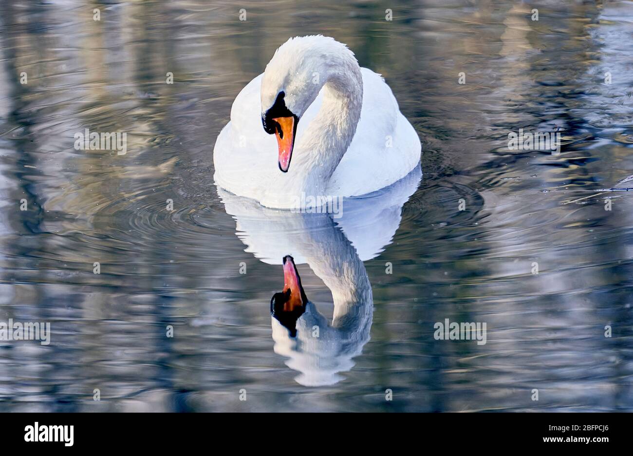 Animal recognize reflection hi-res stock photography and images - Alamy