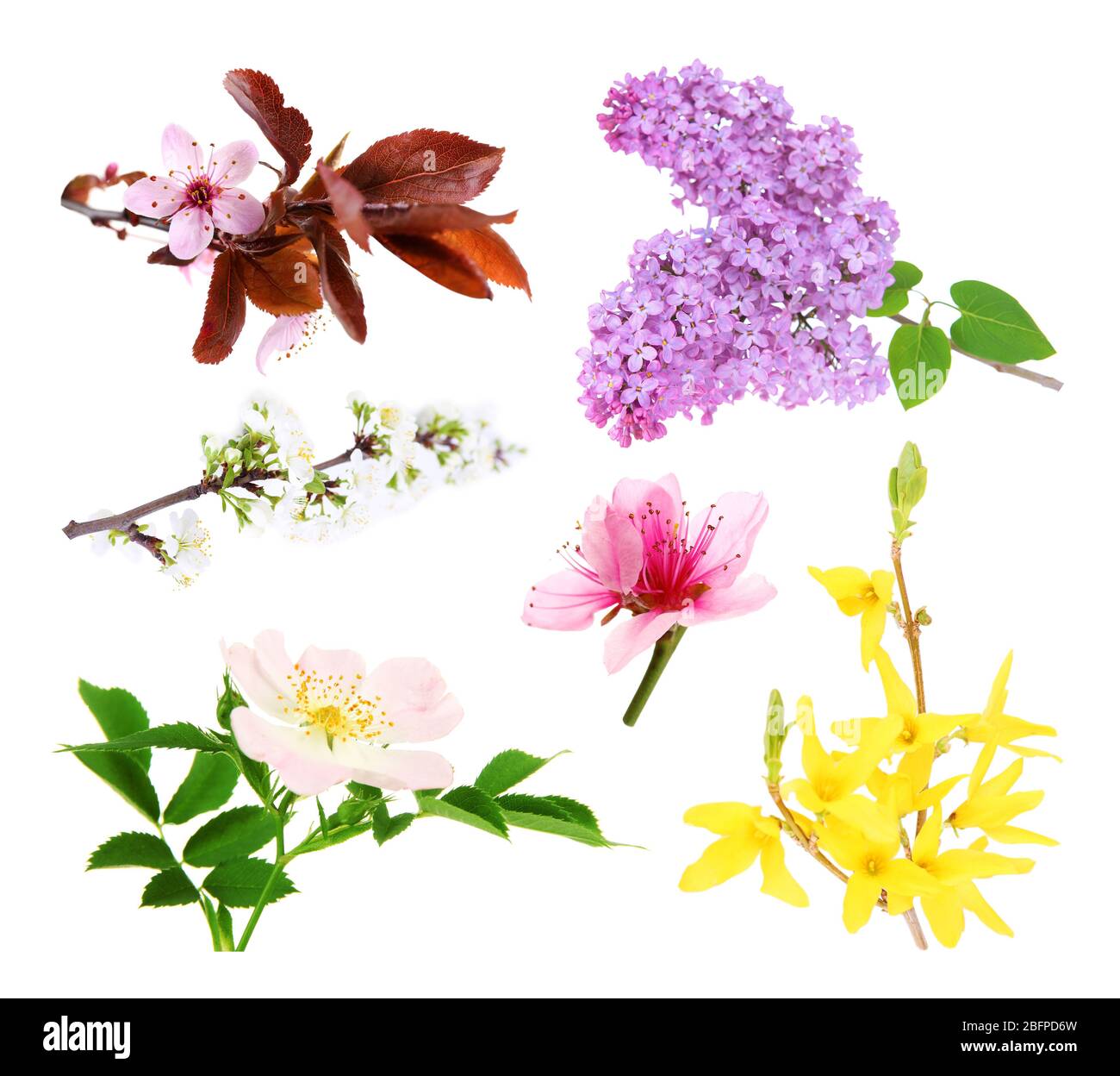 Set of flowering branches isolated on white background Stock Photo - Alamy