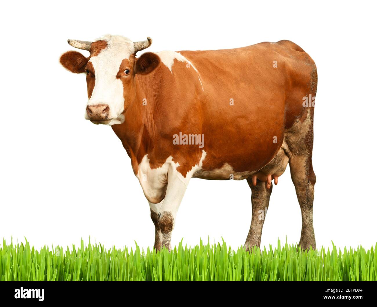 Cow on white background. Farm animal concept Stock Photo - Alamy