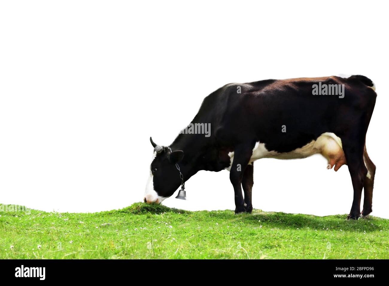 Cow on white background. Farm animal concept Stock Photo - Alamy
