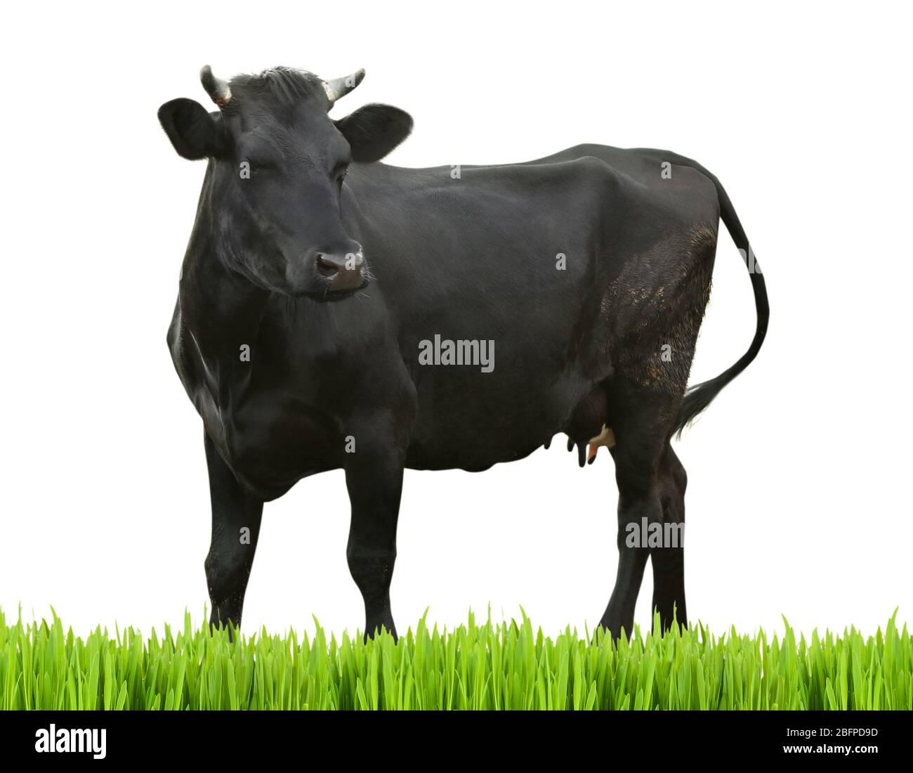 Cow on white background. Farm animal concept Stock Photo - Alamy