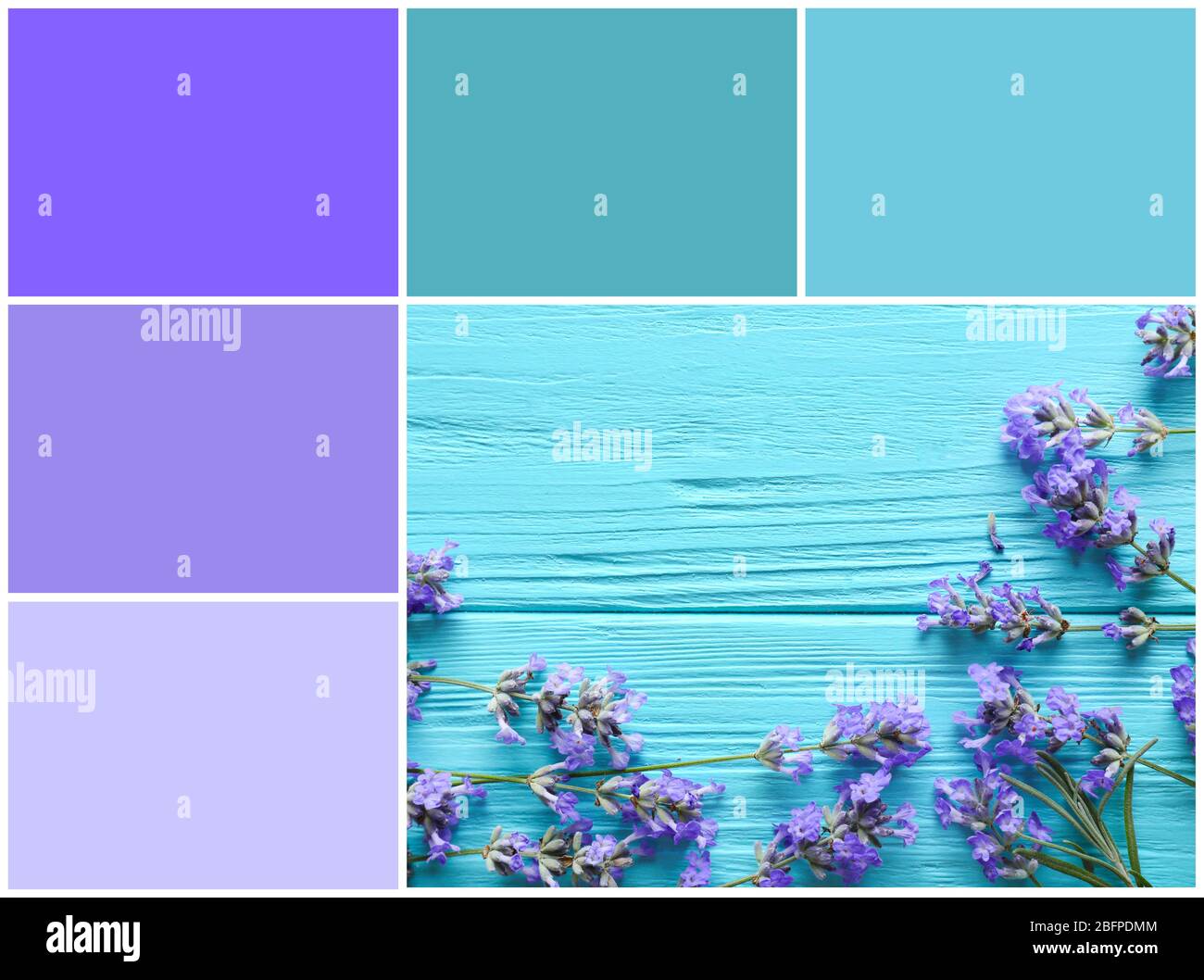 Color Lilac Vs Lavender