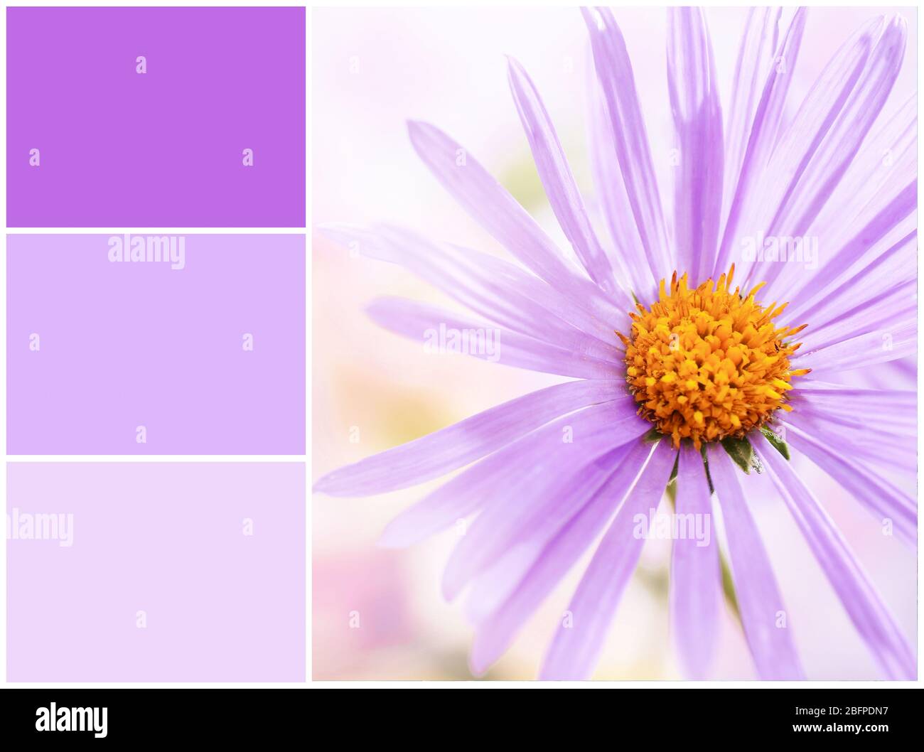 Lilac color matching and beautiful flower, closeup Stock Photo - Alamy