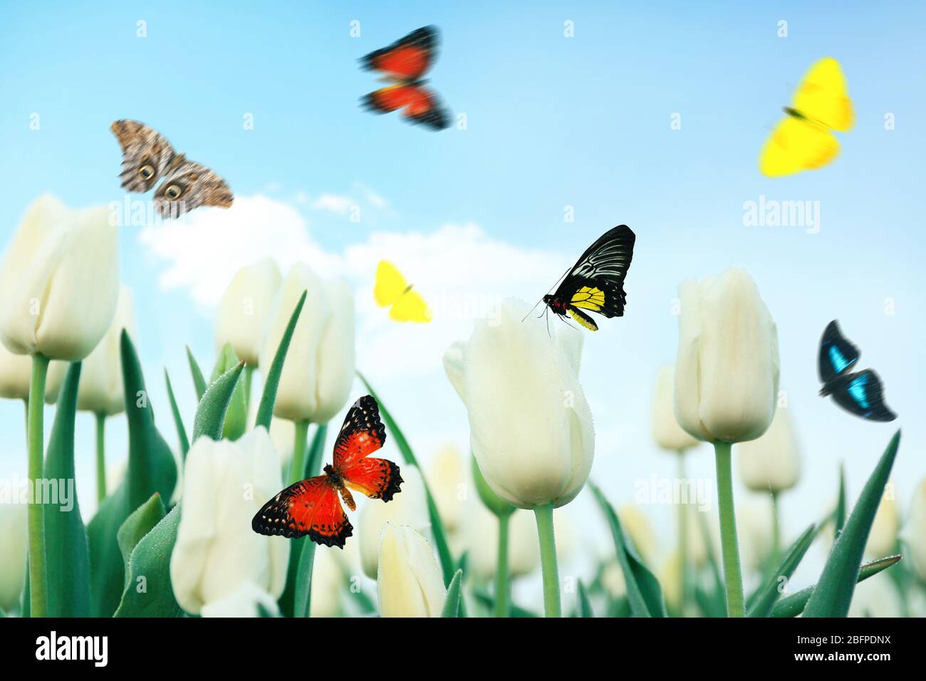 Beautiful butterflies flying over field of blooming tulips Stock Photo ...