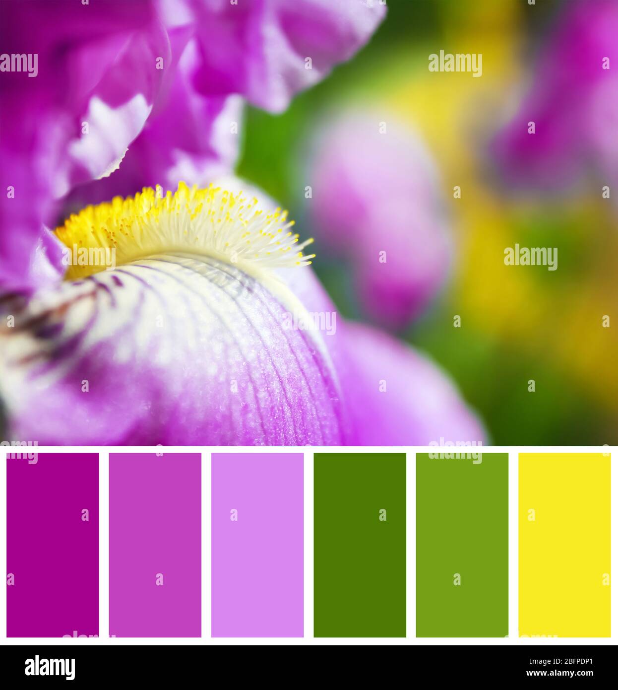 Purple and blue flower combination hi-res stock photography and images ...